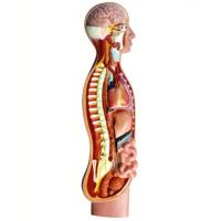 China Human Autonomic Parasympathetic Nerve Spinal Cord Anatomy Model Advanced PVC Teaching Aids for sale
