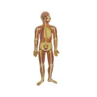China Human Autonomic Parasympathetic Nerve Spinal Cord Anatomy Model Advanced PVC Teaching Aids for sale