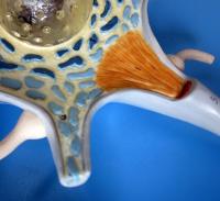 China Advanced PVC Anatomical Model of Enlarged Neuronal Cell Body and Nerve Fiber Structure for sale