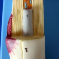 China Advanced PVC Anatomical Model of Enlarged Neuronal Cell Body and Nerve Fiber Structure for sale