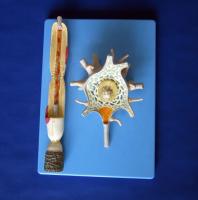 China Advanced PVC Anatomical Model of Enlarged Neuronal Cell Body and Nerve Fiber Structure for sale