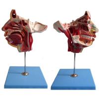 China Medical Science Detailed Anatomy of 100 Nerves and Vessels within Facial Skull Model for sale