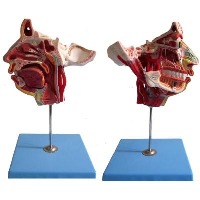 China Medical Science Detailed Anatomy of 100 Nerves and Vessels within Facial Skull Model for sale