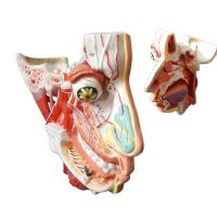 China Medical Science Detailed Anatomy of 100 Nerves and Vessels within Facial Skull Model for sale