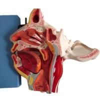 China Human Life Size Head and Face Anatomy Model for Patients Care Demonstration for sale