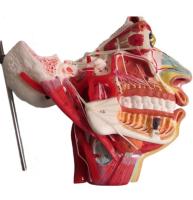 China Human Life Size Head and Face Anatomy Model for Patients Care Demonstration for sale