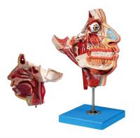 China Human Life Size Head and Face Anatomy Model for Patients Care Demonstration for sale