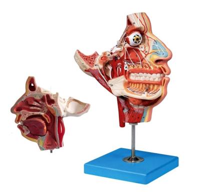 China Human Life Size Head and Face Anatomy Model for Patients Care Demonstration for sale