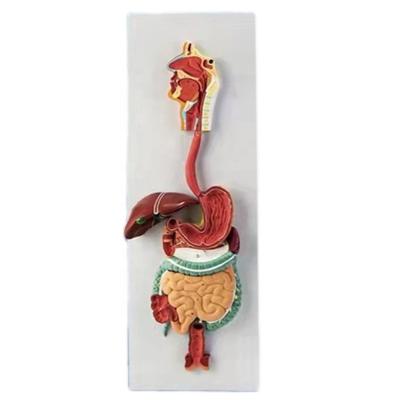 China Advanced PVC 3D Human Digestive System Anatomical Model for Medical Demonstrations for sale