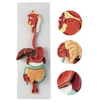 China Advanced PVC 3D Human Digestive System Anatomical Model for Medical Demonstrations for sale