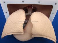 China Electronic Tracheal Intubation Training Model with Inflatable Lung NG Tube and Suction Simulator Ideal for sale