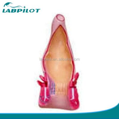 China Detailed Anatomy Structures Human Rectum and Anal Canal Model for Medical Conferences for sale