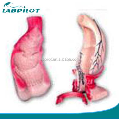China Educational Model of the Rectum and Anal Canal with Advanced PVC Material for sale