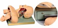 China Electronic Warning Oral and Nasal Intubation Trainer for Emergency Skills Training for sale