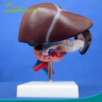China Function Human Liver Medical Anatomical demonstration of Pancreas and Duodenum Model for sale