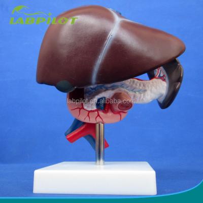 China Function Human Liver Medical Anatomical demonstration of Pancreas and Duodenum Model for sale