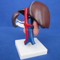 China Function Human Liver Medical Anatomical demonstration of Pancreas and Duodenum Model for sale