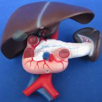 China Function Human Liver Medical Anatomical demonstration of Pancreas and Duodenum Model for sale