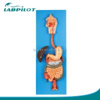 China Categories Human Digestive System Model for Anatomical Demonstration and Education for sale
