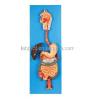 China Categories Human Digestive System Model for Anatomical Demonstration and Education for sale