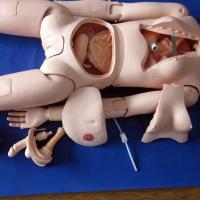 China Internal Organs Nursing Training Manikin for Human Life Size Patients Care Demonstration for sale