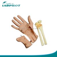 China Advantageous Advanced Wrist Arthroscopy Model for Vivid Anatomical Structure of Wrist for sale