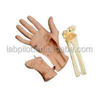 China Advantageous Advanced Wrist Arthroscopy Model for Vivid Anatomical Structure of Wrist for sale