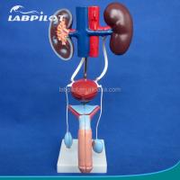 China Human Life Size Anatomical Urinary Model for Detailed Study of Male Urogenital System for sale