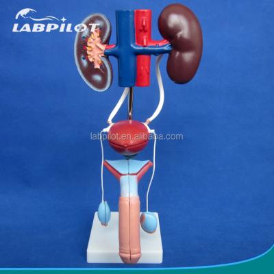 China Human Life Size Anatomical Urinary Model for Detailed Study of Male Urogenital System for sale