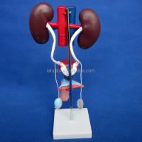 China Human Life Size Anatomical Urinary Model for Detailed Study of Male Urogenital System for sale