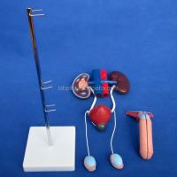 China Human Life Size Anatomical Urinary Model for Detailed Study of Male Urogenital System for sale