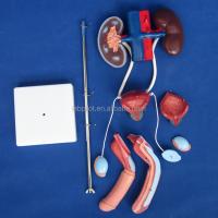 China Human Life Size Anatomical Urinary Model for Detailed Study of Male Urogenital System for sale