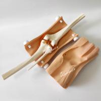 China Advanced Knee Arthroscopy Model Clinical Nursing Skills Training with Advanced PVC Plastic for sale