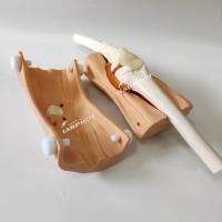 China Advanced Knee Arthroscopy Model Clinical Nursing Skills Training with Advanced PVC Plastic for sale