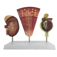 China Subject Medical Science Human Kidney Model with Detailed Renal and Nephron Structure for sale