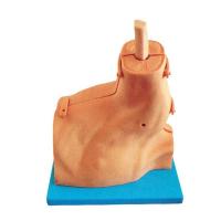 China Medical Examination Training Simulator for Shoulder Arthroscopy Hospitals' Top Choice for sale