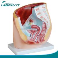 China Detailed Anatomy Human Female Pelvis Model in Advanced PVC for Medical Practice for sale