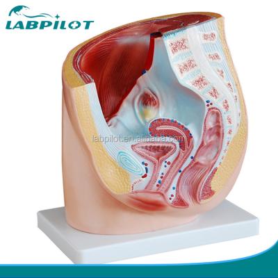 China Detailed Anatomy Human Female Pelvis Model in Advanced PVC for Medical Practice for sale