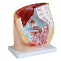 China Detailed Anatomy Human Female Pelvis Model in Advanced PVC for Medical Practice for sale