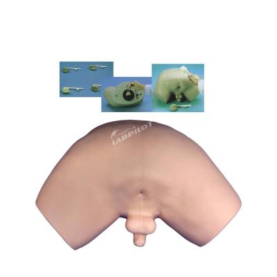 China Prostate Diseases Model Patients Care Demonstration with Vivid Human Teaching Model for sale