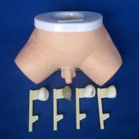 China Prostate Diseases Model Patients Care Demonstration with Vivid Human Teaching Model for sale