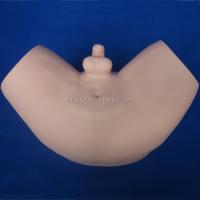 China Prostate Diseases Model Patients Care Demonstration with Vivid Human Teaching Model for sale