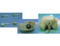 China Prostate Diseases Model Patients Care Demonstration with Vivid Human Teaching Model for sale
