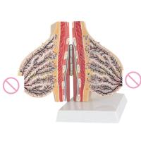 China 3D Human Teaching Breast Model for Medical Education during Lactation and Training for sale