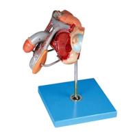 China Male Genital Organs Model Detailed Anatomy for Educational and Academic Institutions for sale