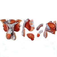 China Male Genital Organs Model Detailed Anatomy for Educational and Academic Institutions for sale