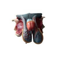 China Male Genital Organs Model Detailed Anatomy for Educational and Academic Institutions for sale