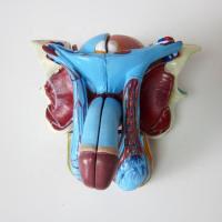 China Anatomical Model for Clinics 5 Parts Male Genital Organs Internal and External for sale