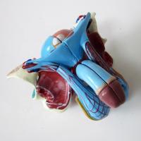 China Anatomical Model for Clinics 5 Parts Male Genital Organs Internal and External for sale