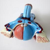 China Anatomical Model for Clinics 5 Parts Male Genital Organs Internal and External for sale